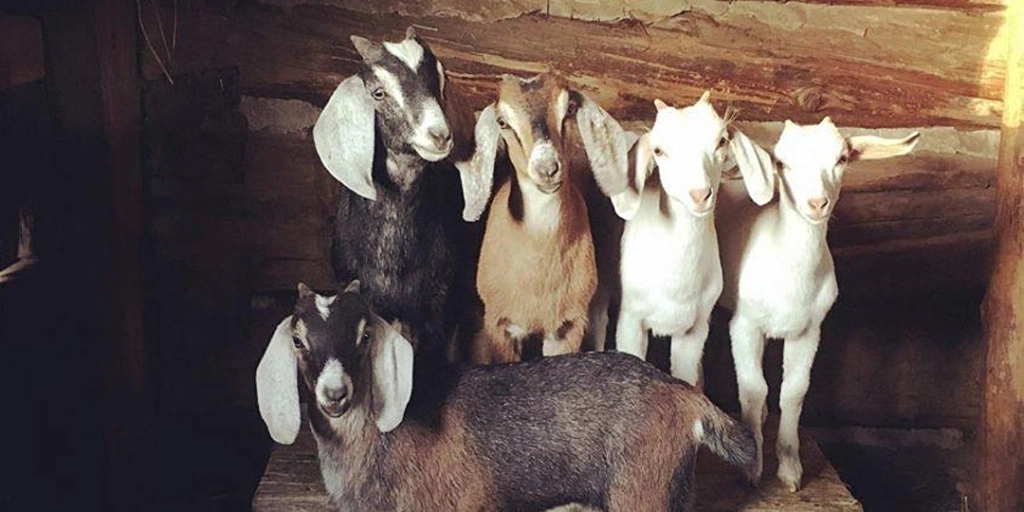 Barrhaven's Log Farm reopens · OttawaStart.com