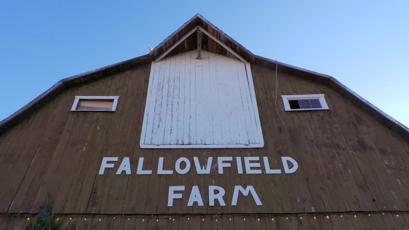 A trip out to the Fallowfield Tree Farm to find a Christmas tree ...