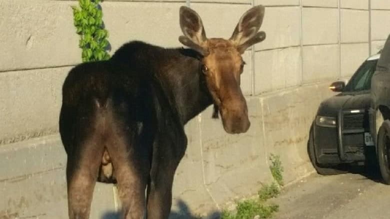 In memoriam of the Ottawa Highway Moose (an obit of tweets ...